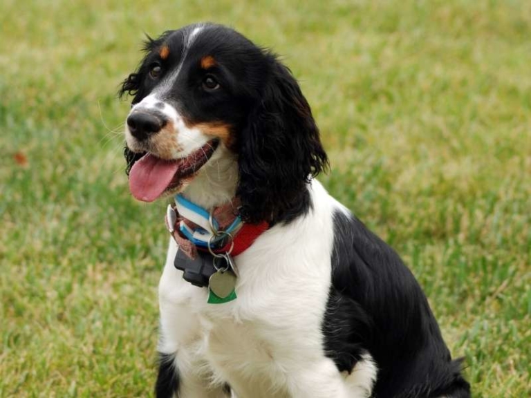 Englischer Springer Spaniel kaufen. Charakter & Erziehung