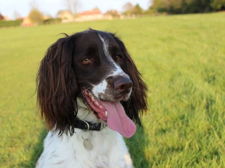 Englischer Springer Spaniel kaufen. Charakter & Erziehung