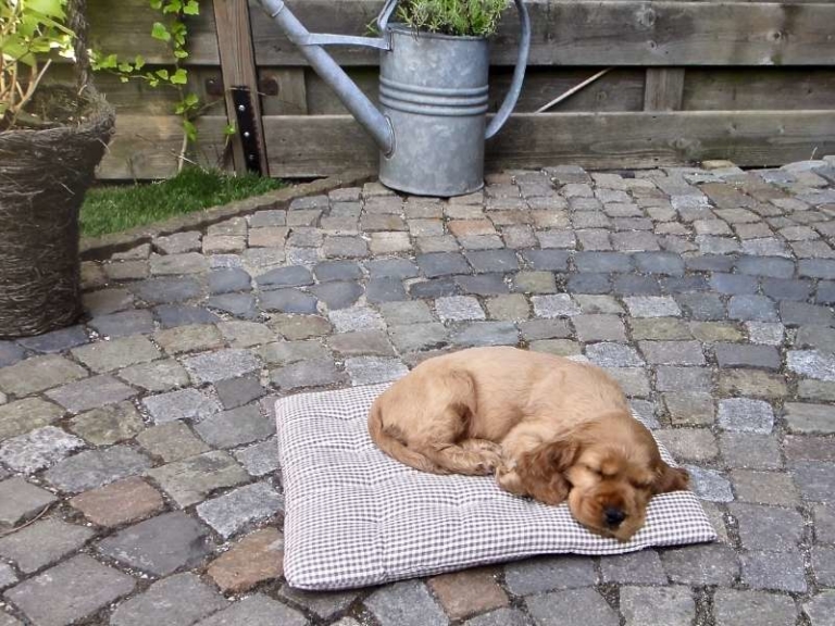 English Cocker Spaniel