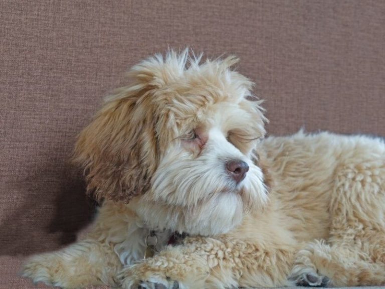 Löwchen kaufen. Wesen, Charakter und Erziehung