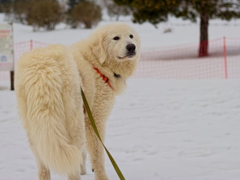 Maremmen Abruzzen Schäferhund